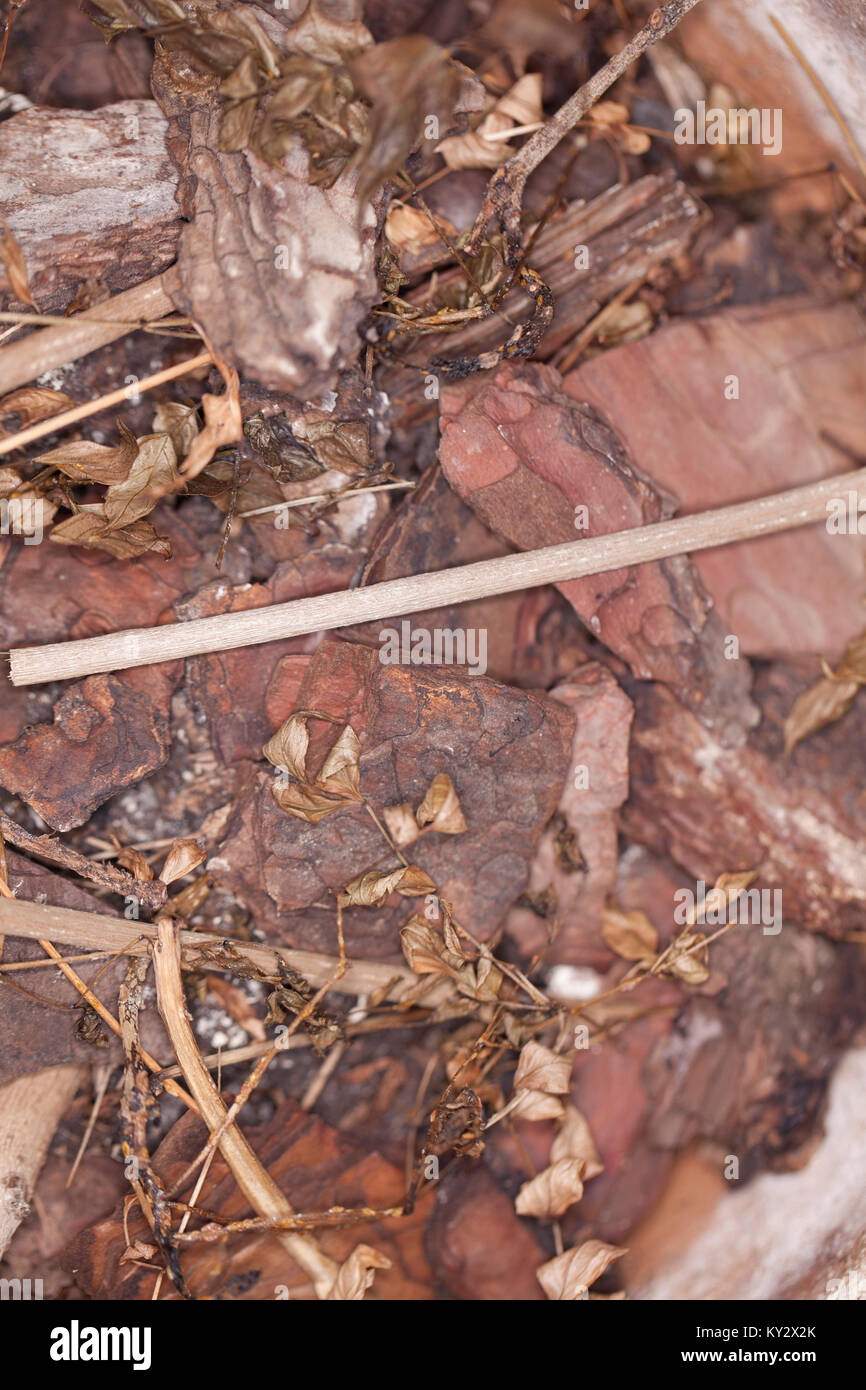 bark from tree, closeup natural background Stock Photo - Alamy