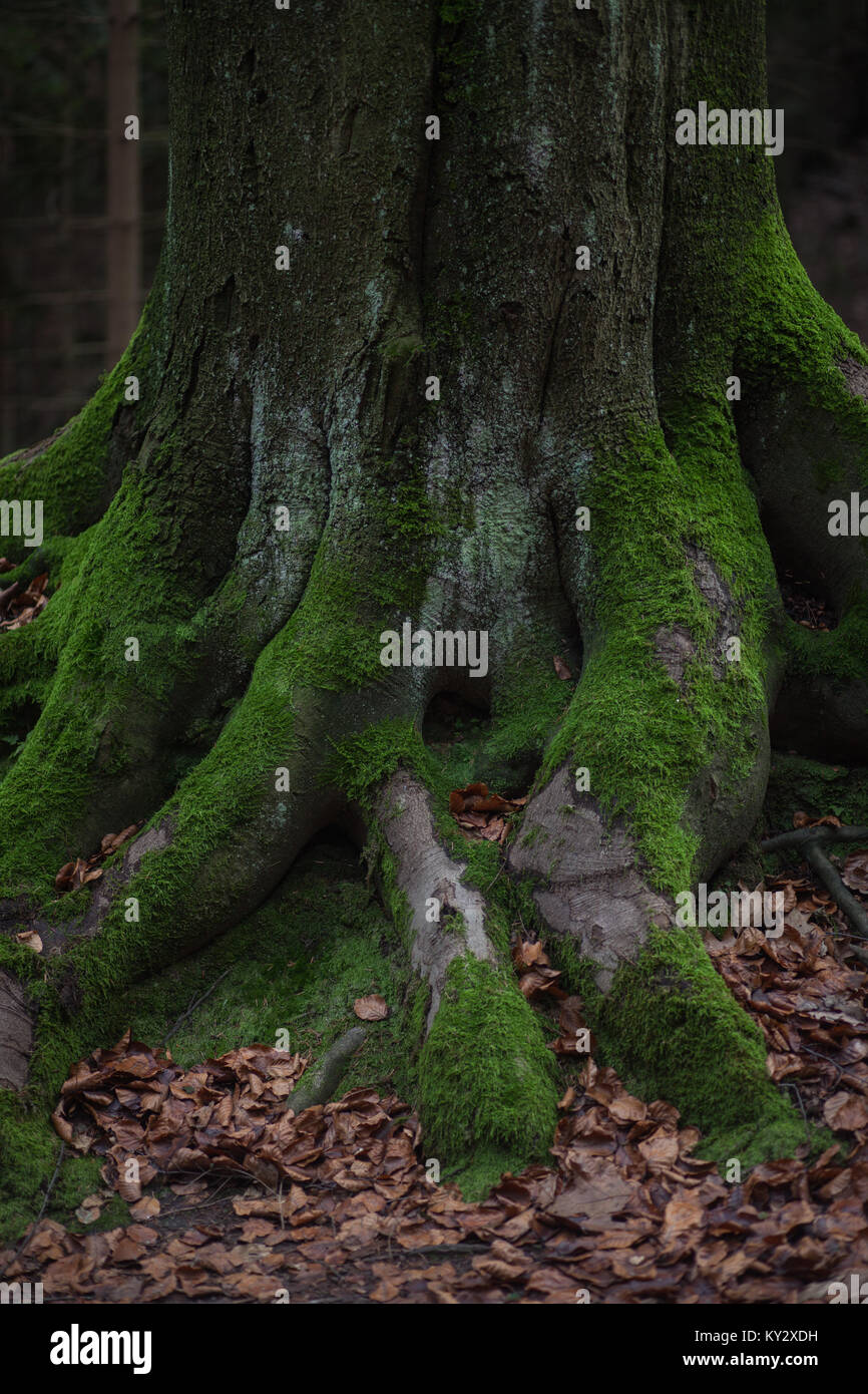 Big tree with roots full covered in green moss Stock Photo - Alamy