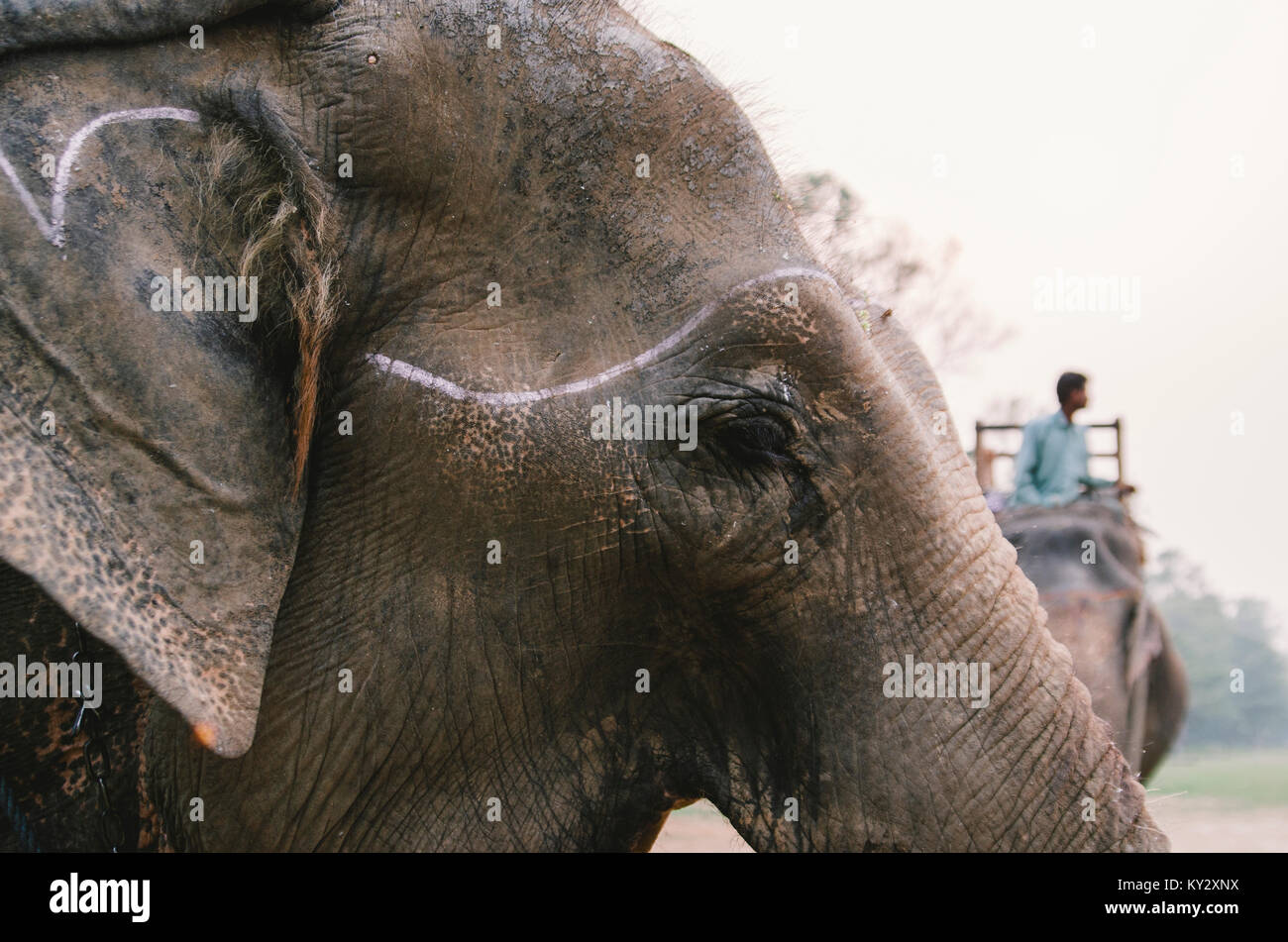 Asian elephants at Chitwan National park in southern Nepal Stock Photo ...