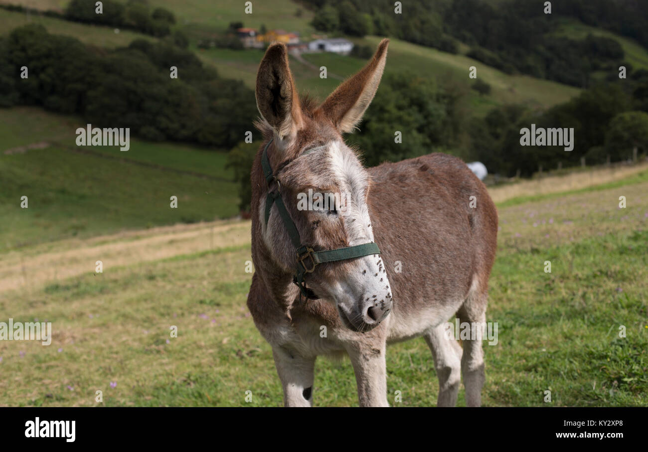 Face donkey hi-res stock photography and images - Alamy