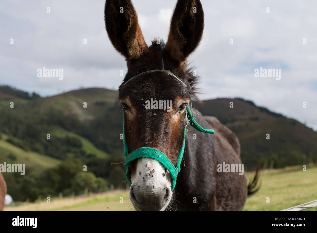 Face donkey hi-res stock photography and images - Alamy