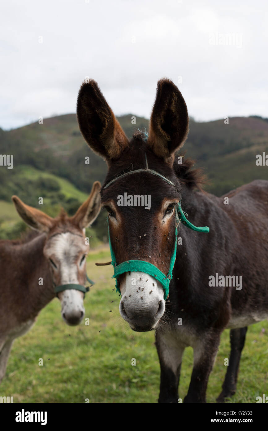 Two donkeys hi-res stock photography and images - Alamy