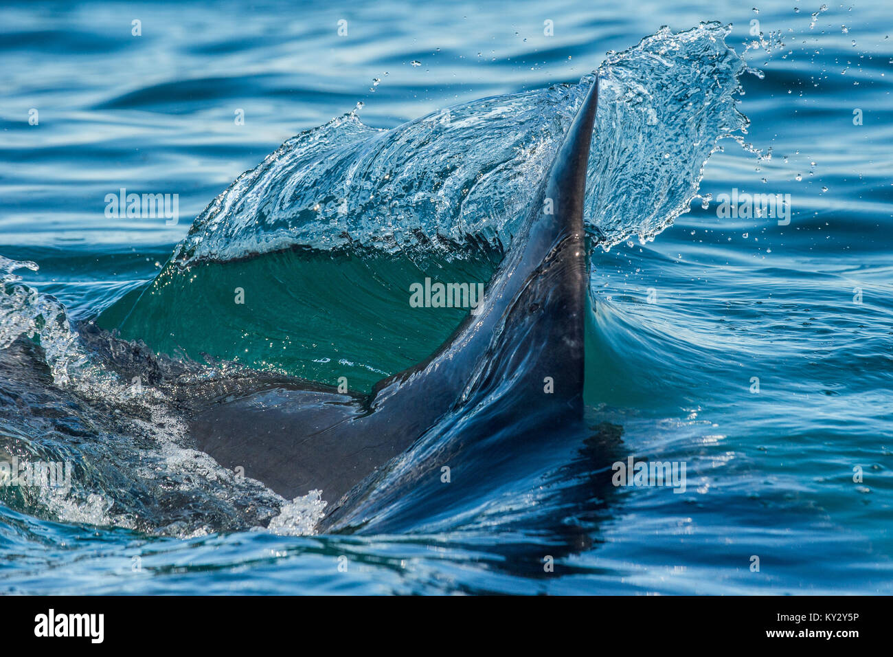 False bay great white shark hi-res stock photography and images - Alamy