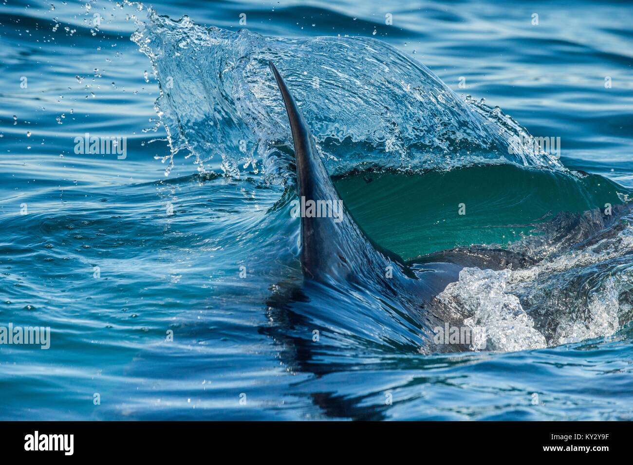 Shark fin above water hi-res stock photography and images - Alamy