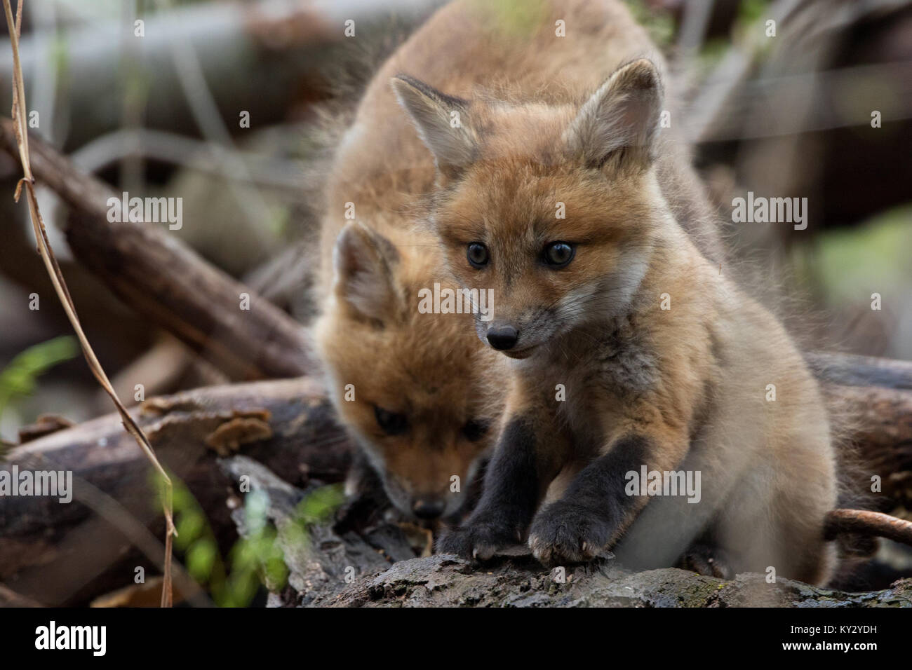 Fox Cub Pair Stock Photo - Alamy