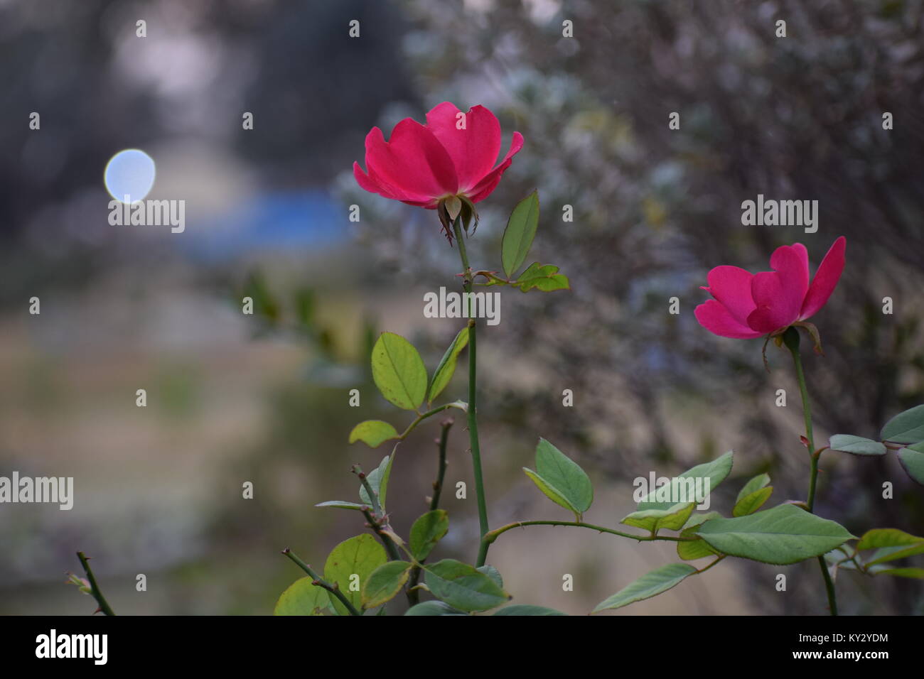 Two color roses hi-res stock photography and images - Alamy