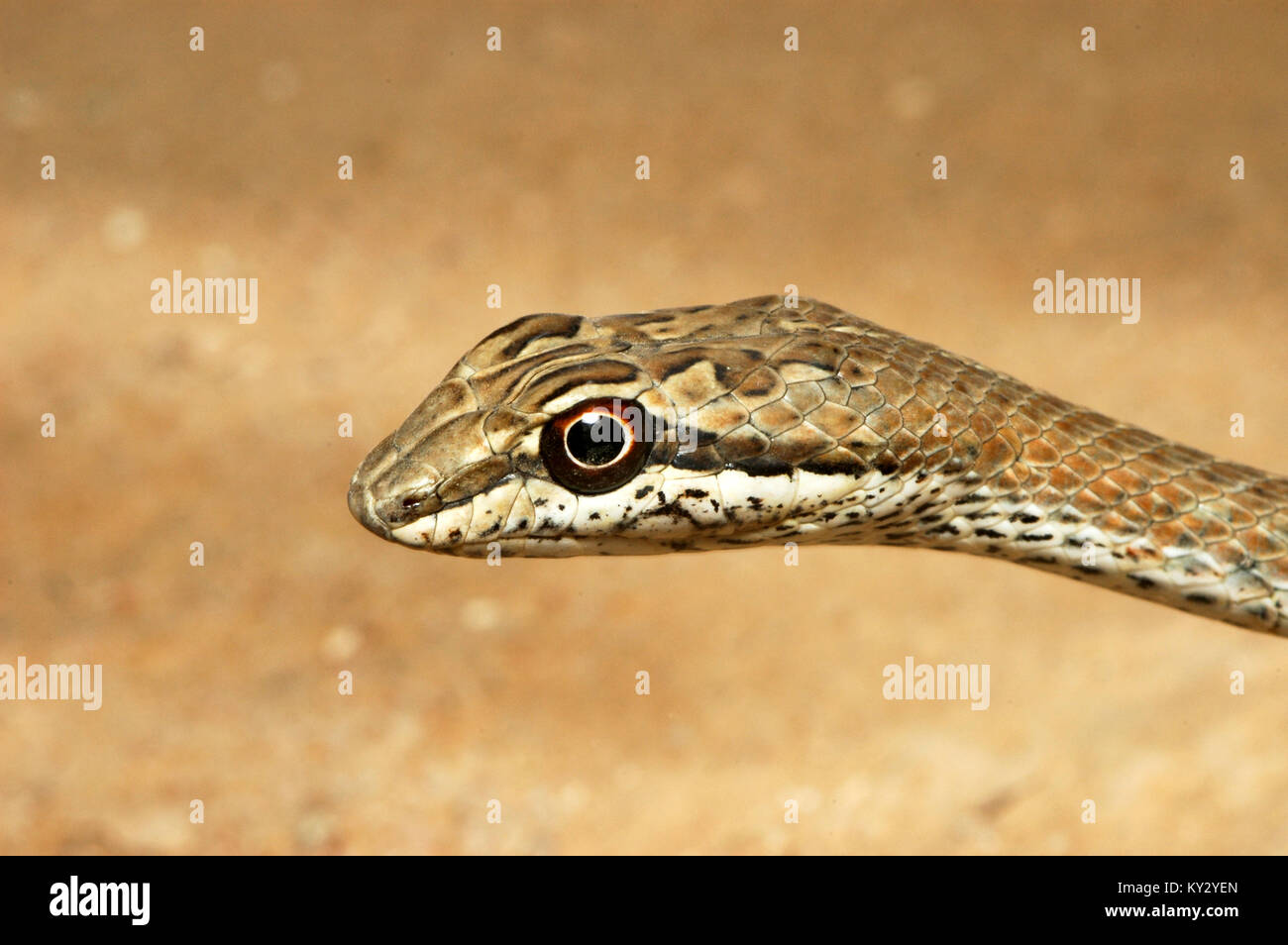 Forskal sand snake hi-res stock photography and images - Alamy