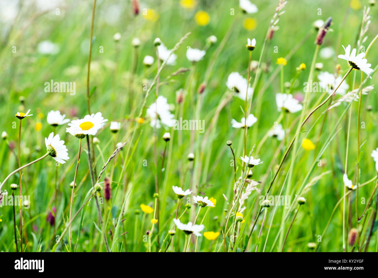 Wild daisy at the field during summer Stock Photo - Alamy