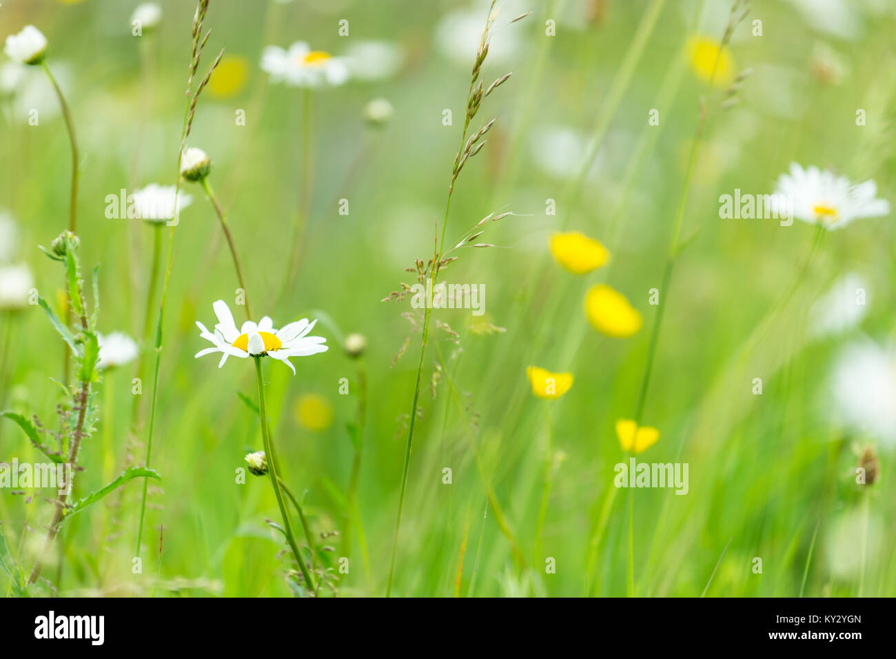 Wild daisy at the field during summer Stock Photo - Alamy