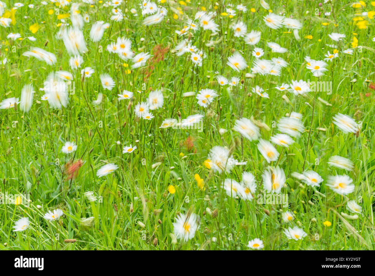 Wild daisy at the field during summer Stock Photo - Alamy