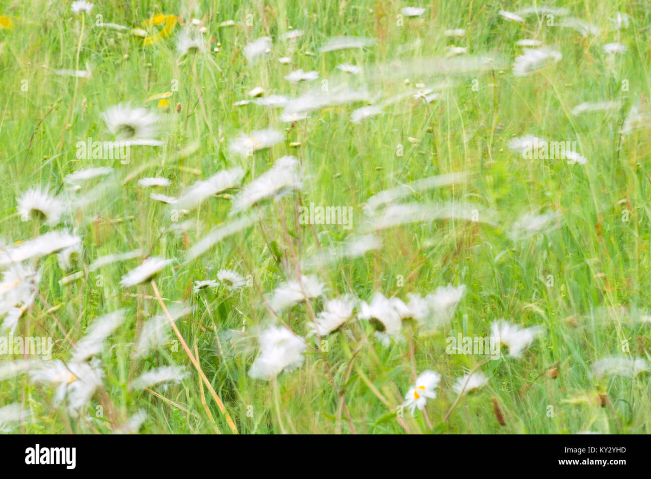 Wild daisy at the field during summer Stock Photo - Alamy