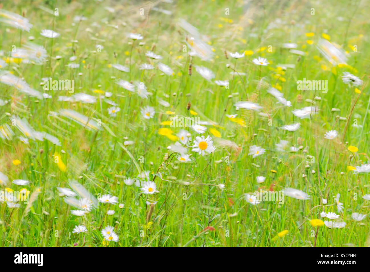 Wild daisy at the field during summer Stock Photo - Alamy