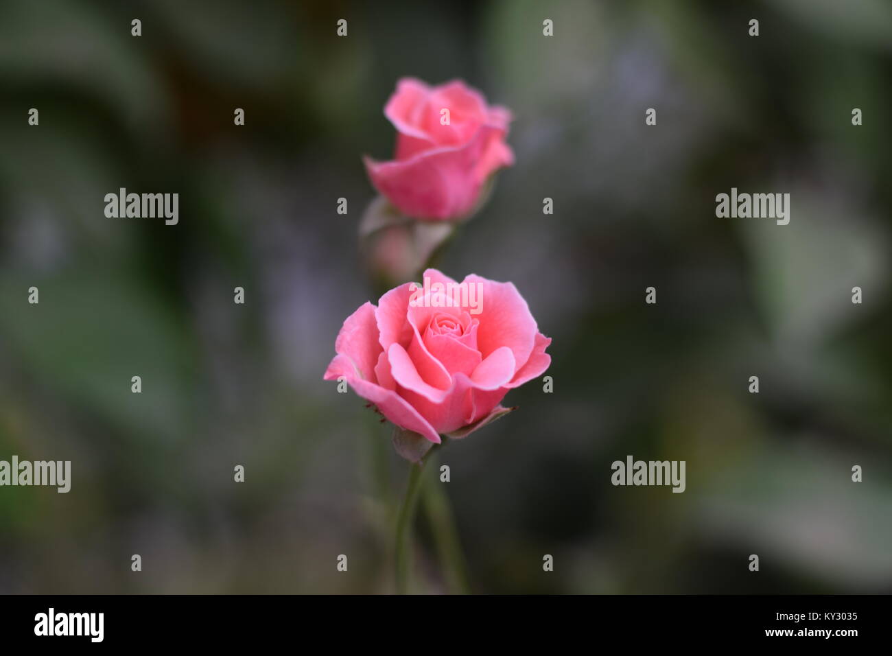 Two color roses hi-res stock photography and images - Alamy
