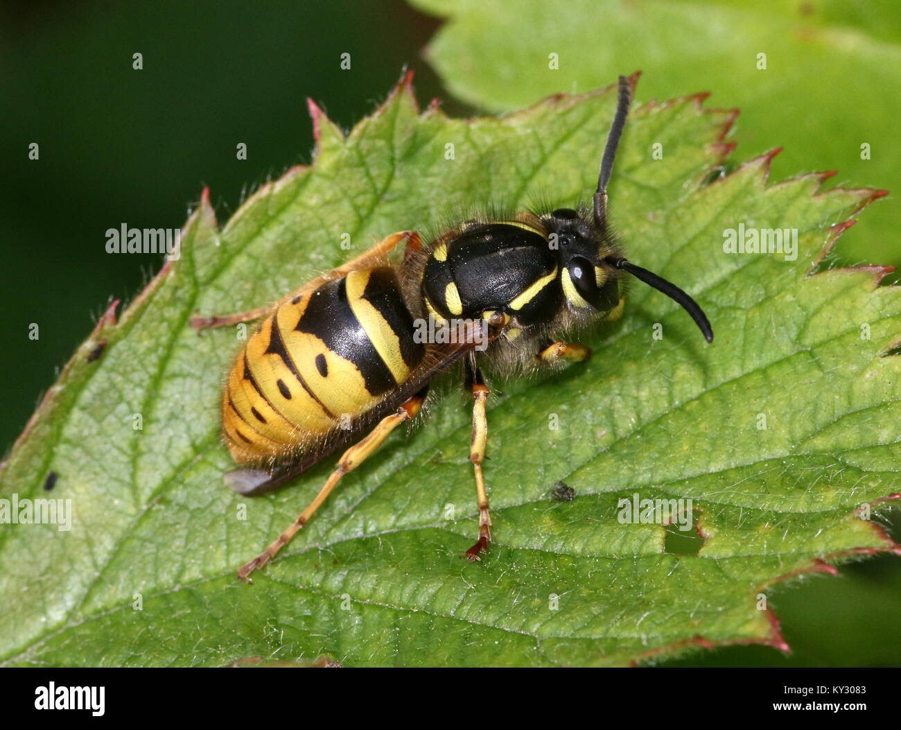 Common European wasps (Vespula vulgaris) on a leaf Stock Photo - Alamy