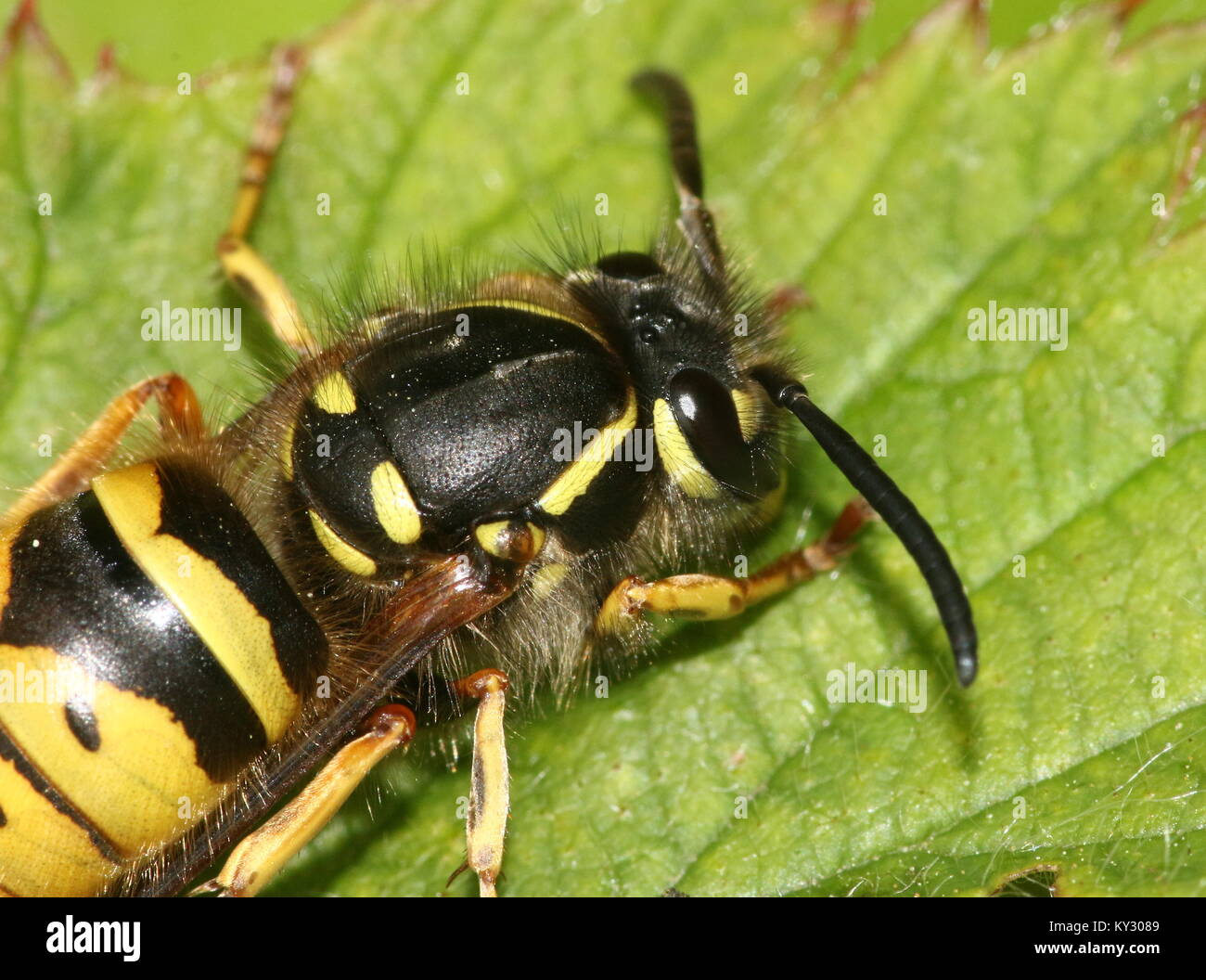 Vespa vulgaris common wasp macro hi-res stock photography and images ...