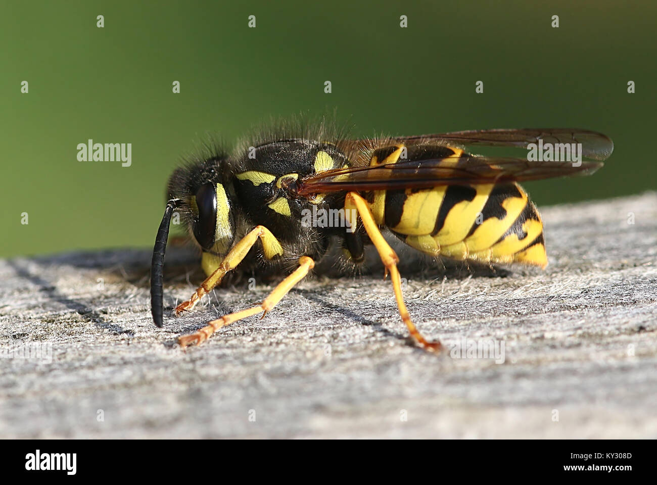 Common European wasp (Vespula vulgaris) feeding on wood Stock Photo - Alamy