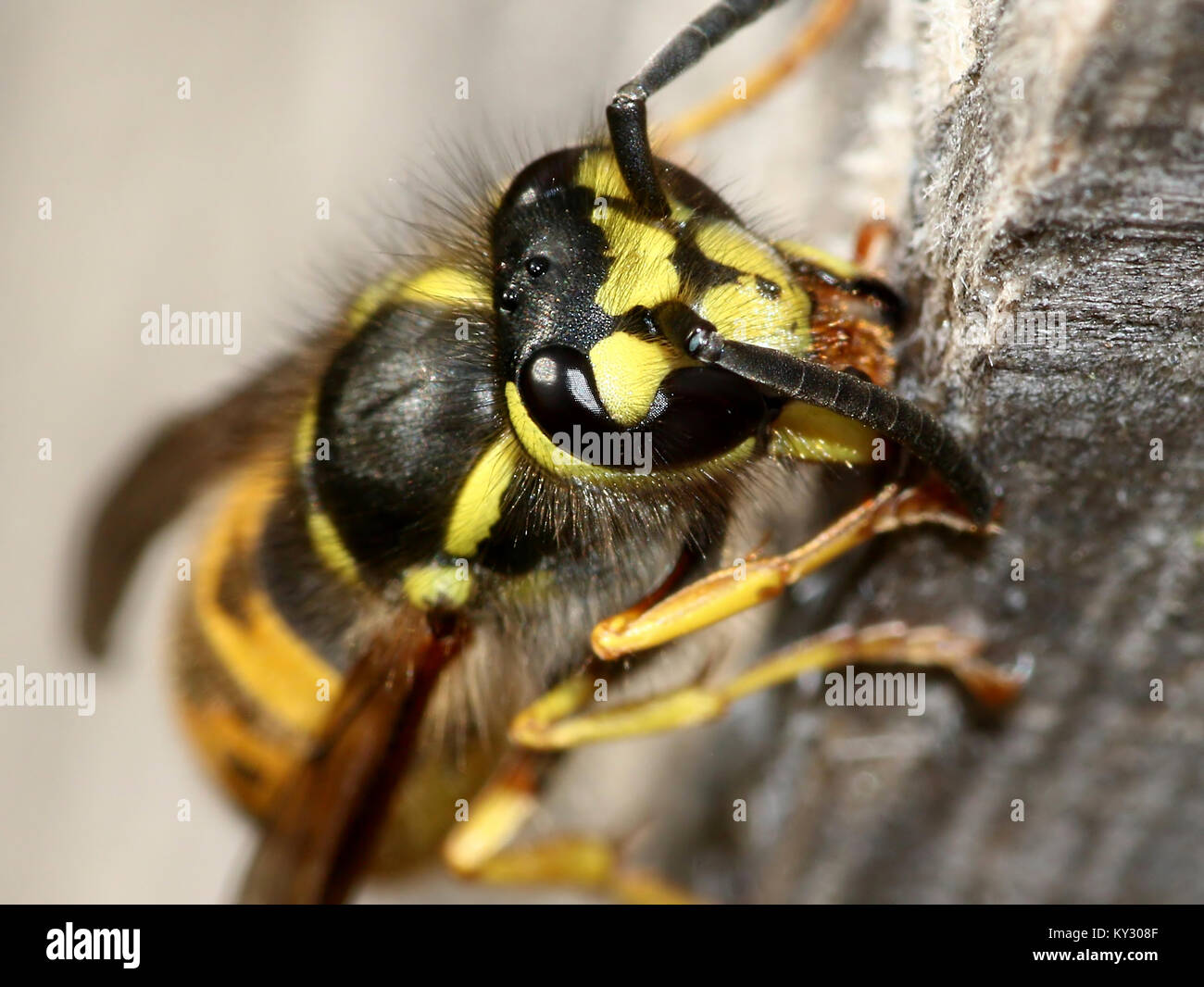 Common European wasp (Vespula vulgaris) feeding on wood Stock Photo - Alamy