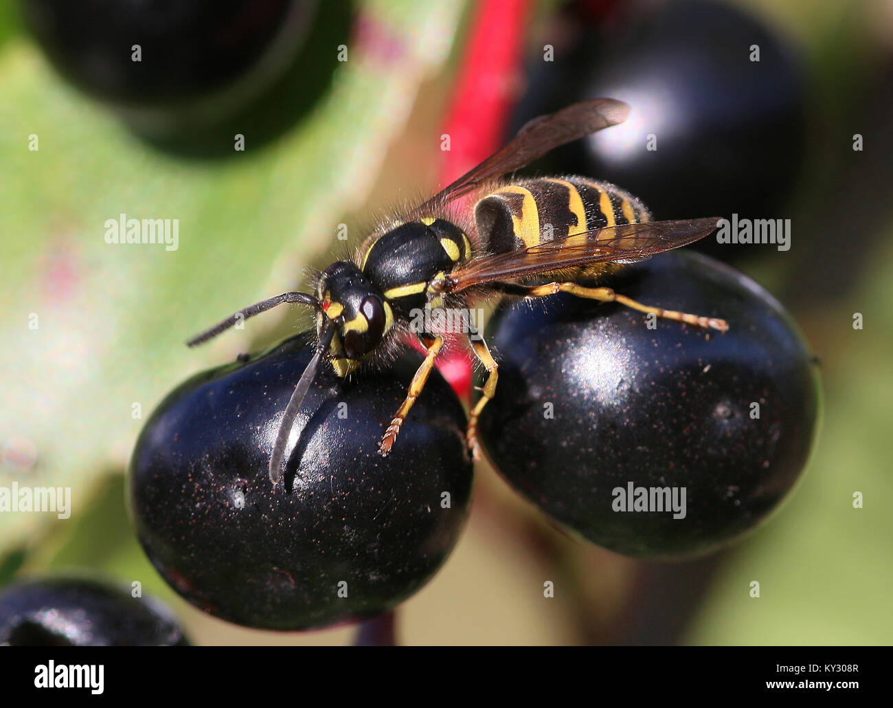 Vespa vulgaris common wasp macro hi-res stock photography and images ...
