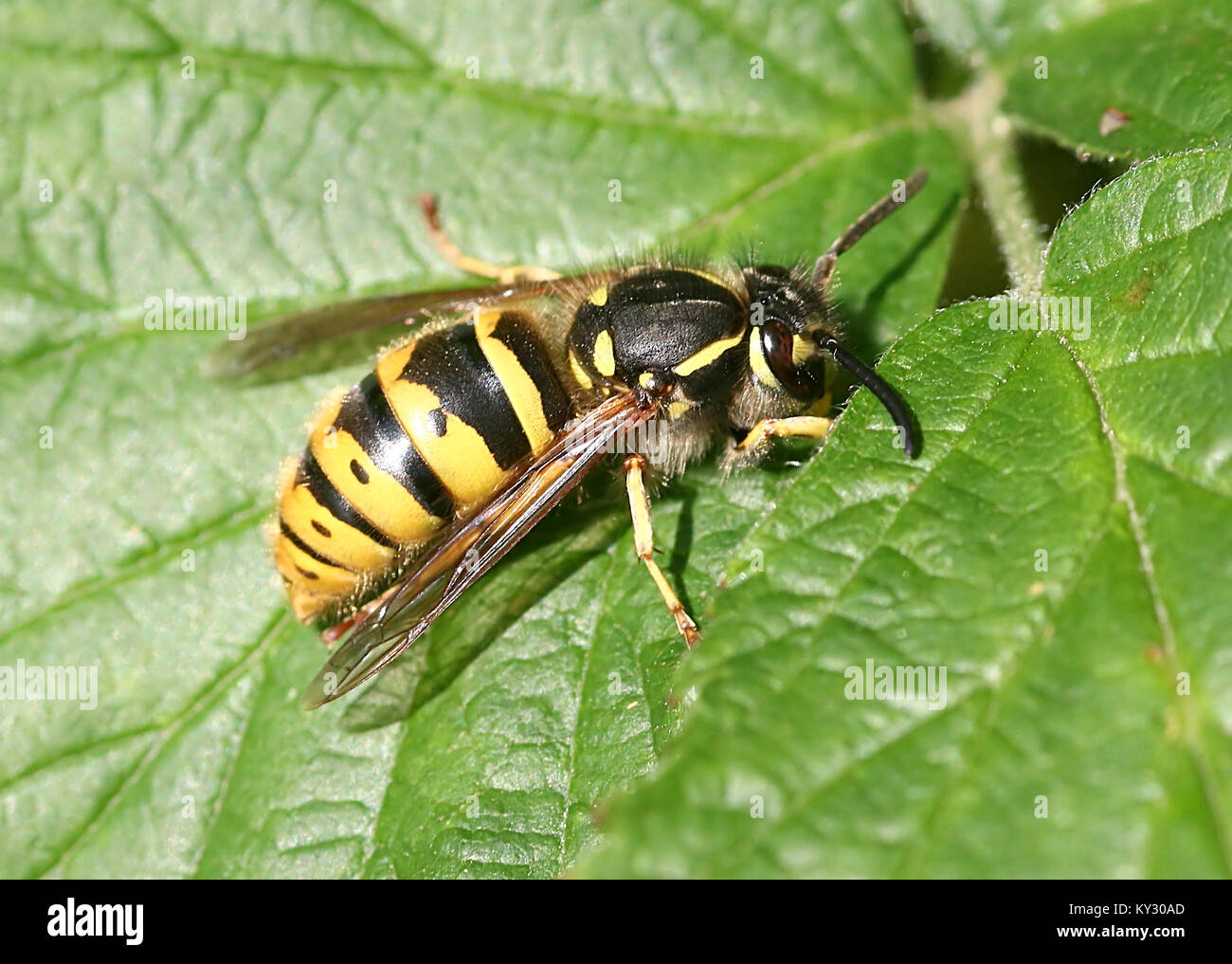 Common European wasps (Vespula vulgaris) on a leaf Stock Photo - Alamy