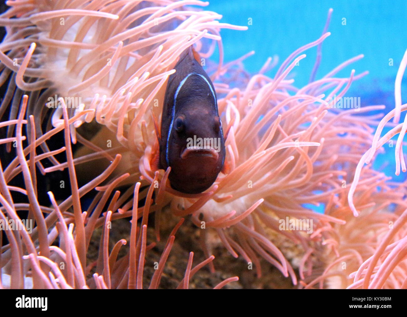 Pacific Cinnamon or Fire clownfish (Amphiprion melanopus), a.k.a red ...