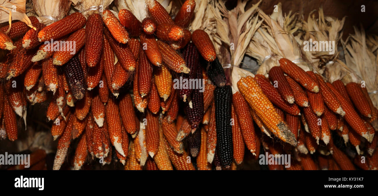 Dried corncobs hi-res stock photography and images - Alamy