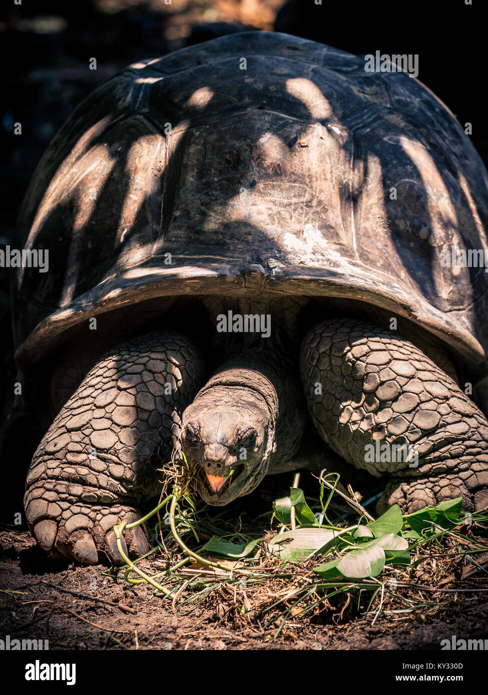 Reptile shell mouth open hi-res stock photography and images - Alamy