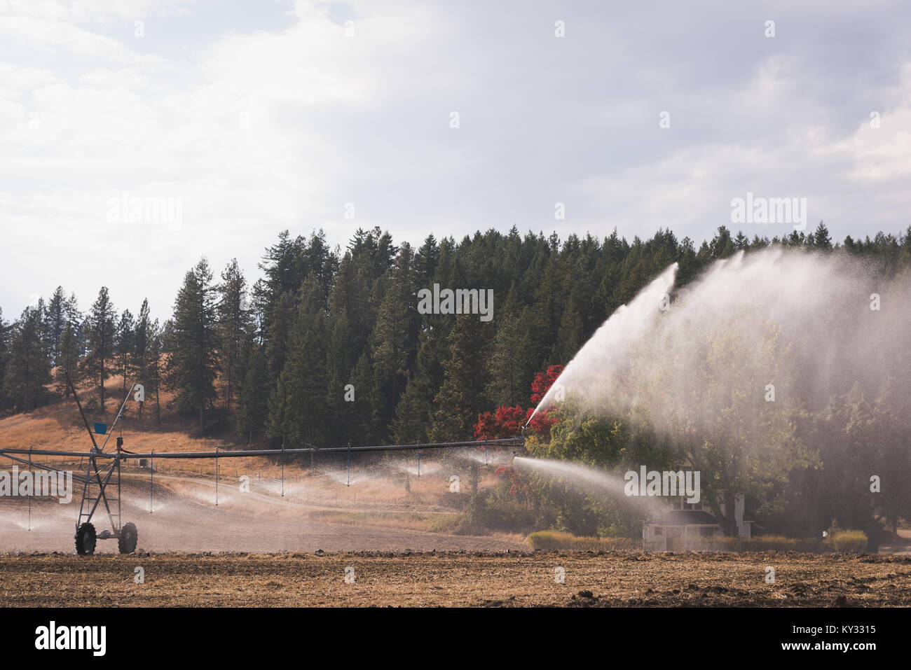 Irrigation system sprinkling water in field Stock Photo - Alamy