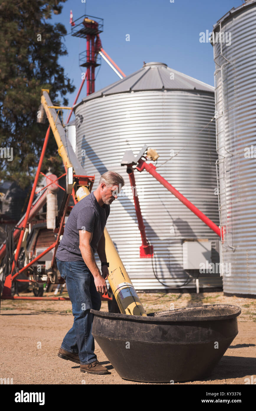 Man refining grain in container Stock Photo - Alamy