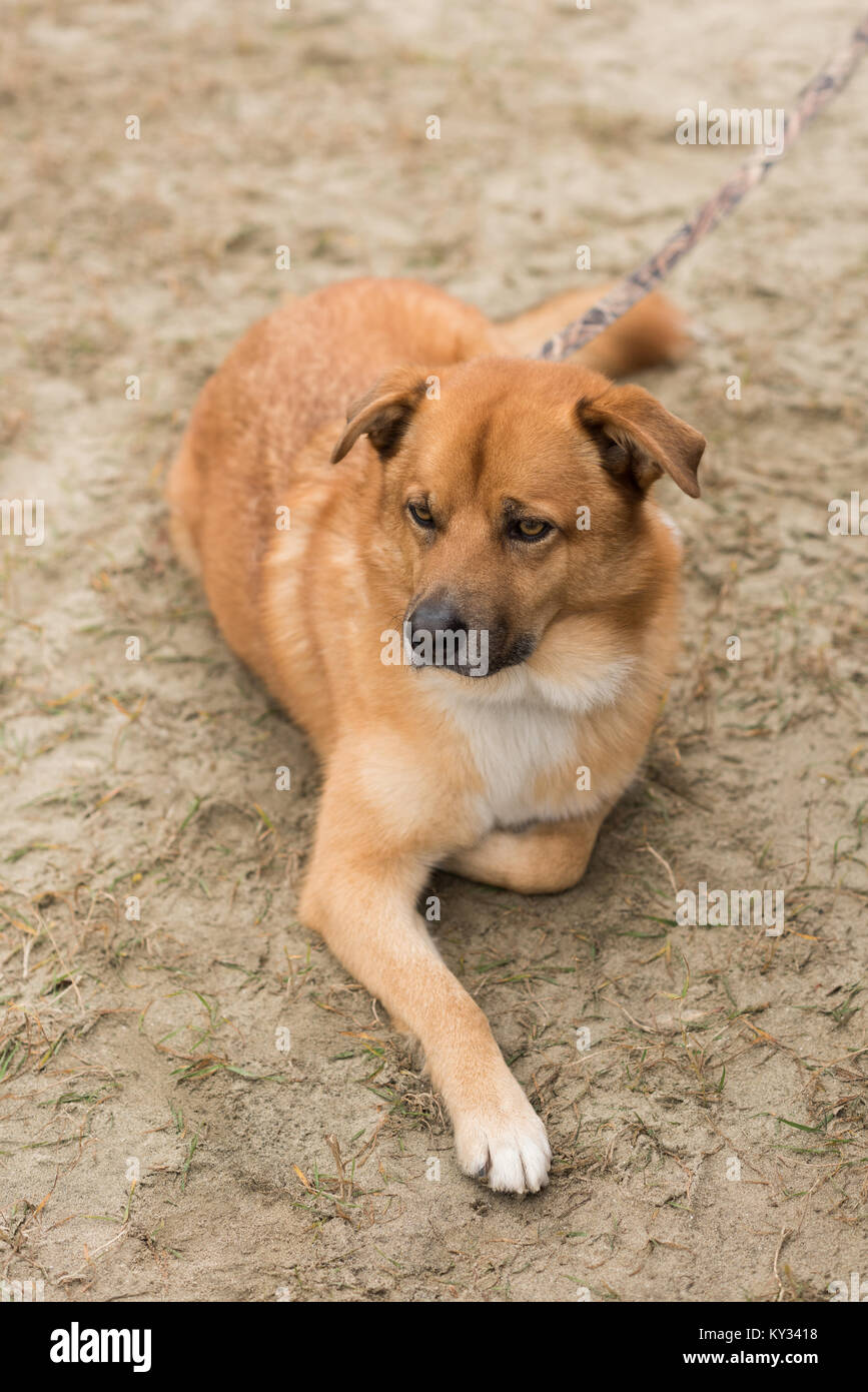 Dog paw on ground hi-res stock photography and images - Alamy