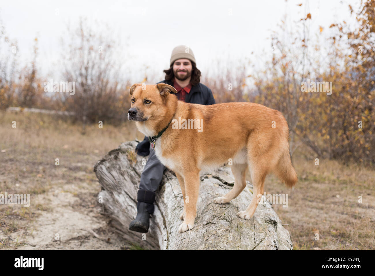 Dog standing on log hi-res stock photography and images - Alamy