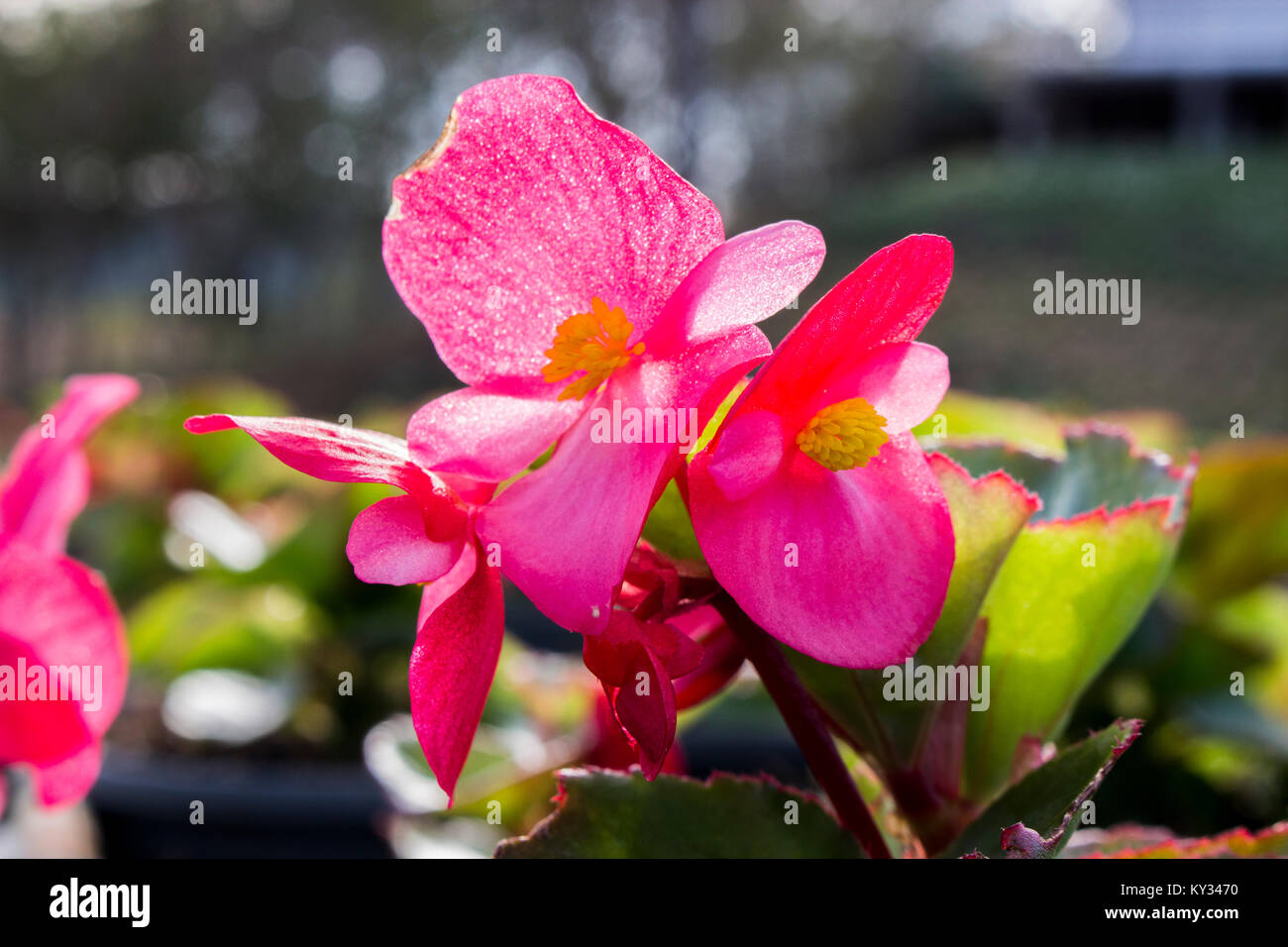 Close up of pink begonia flower in sunny day with blur background ...