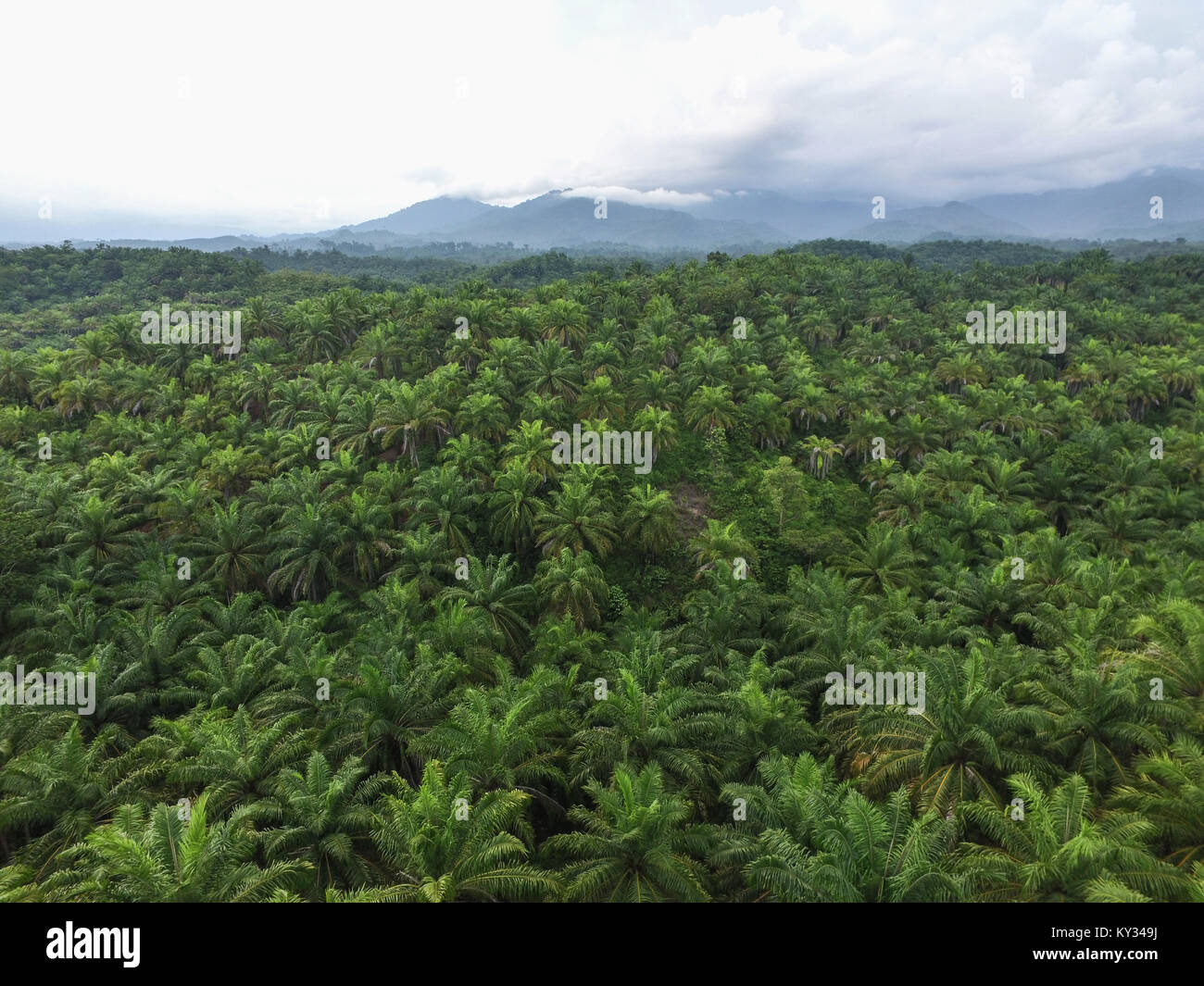 Palm oil plantation in the regency of Luwu Utara, South Sulawesi ...