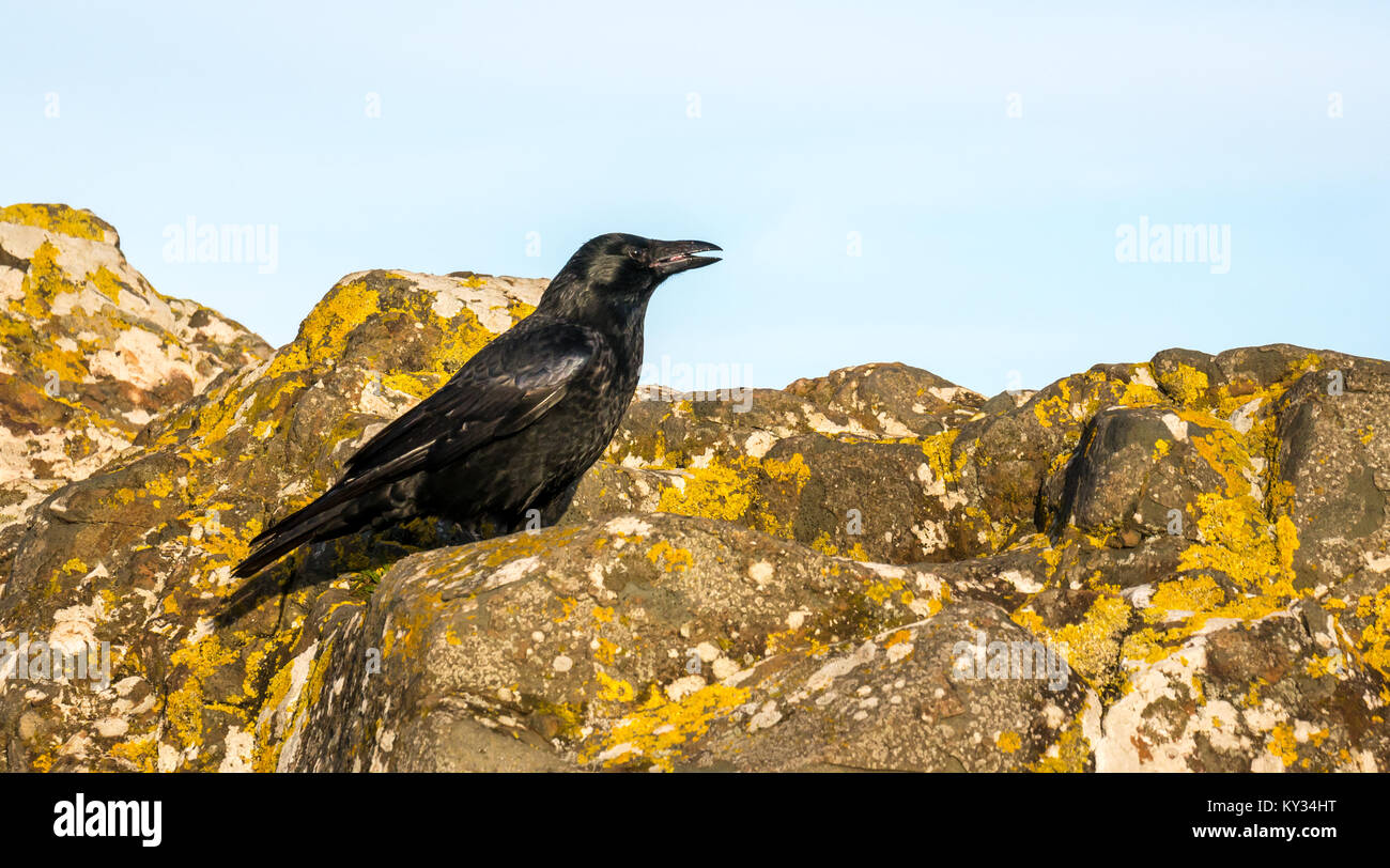 Crow eating hi-res stock photography and images - Alamy
