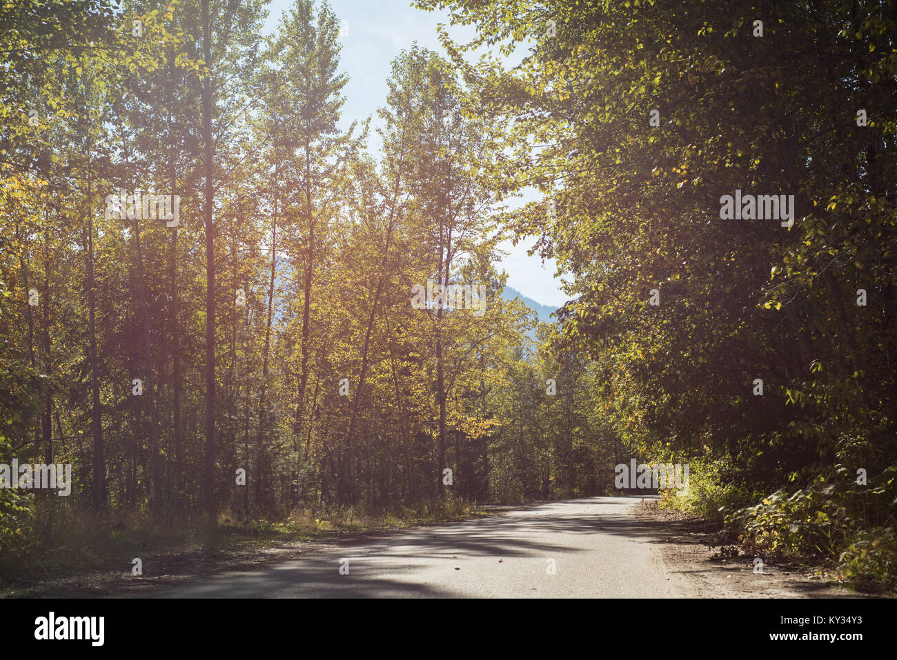 Road passing through forest Stock Photo - Alamy