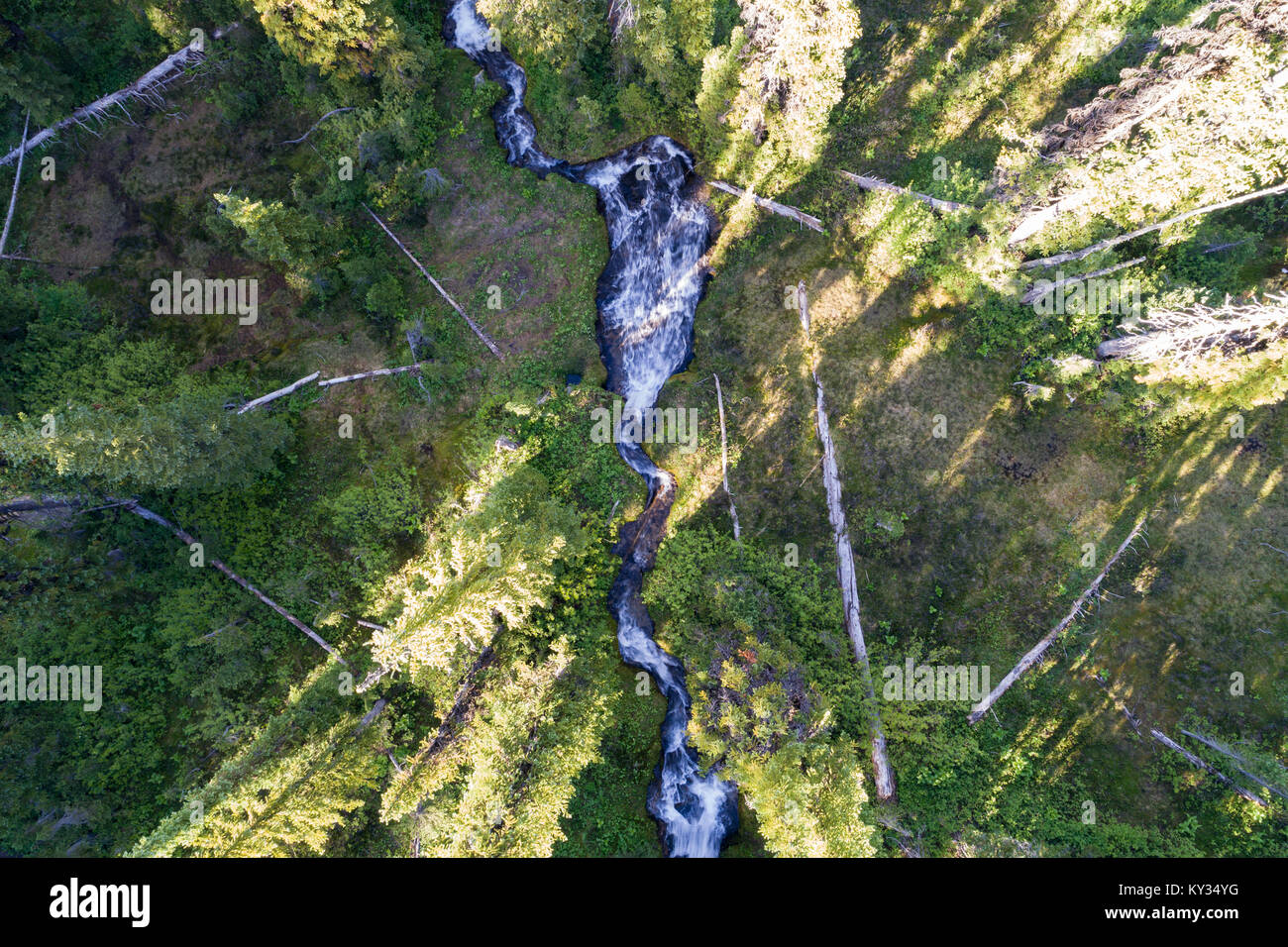 Stream flowing through green forest Stock Photo - Alamy