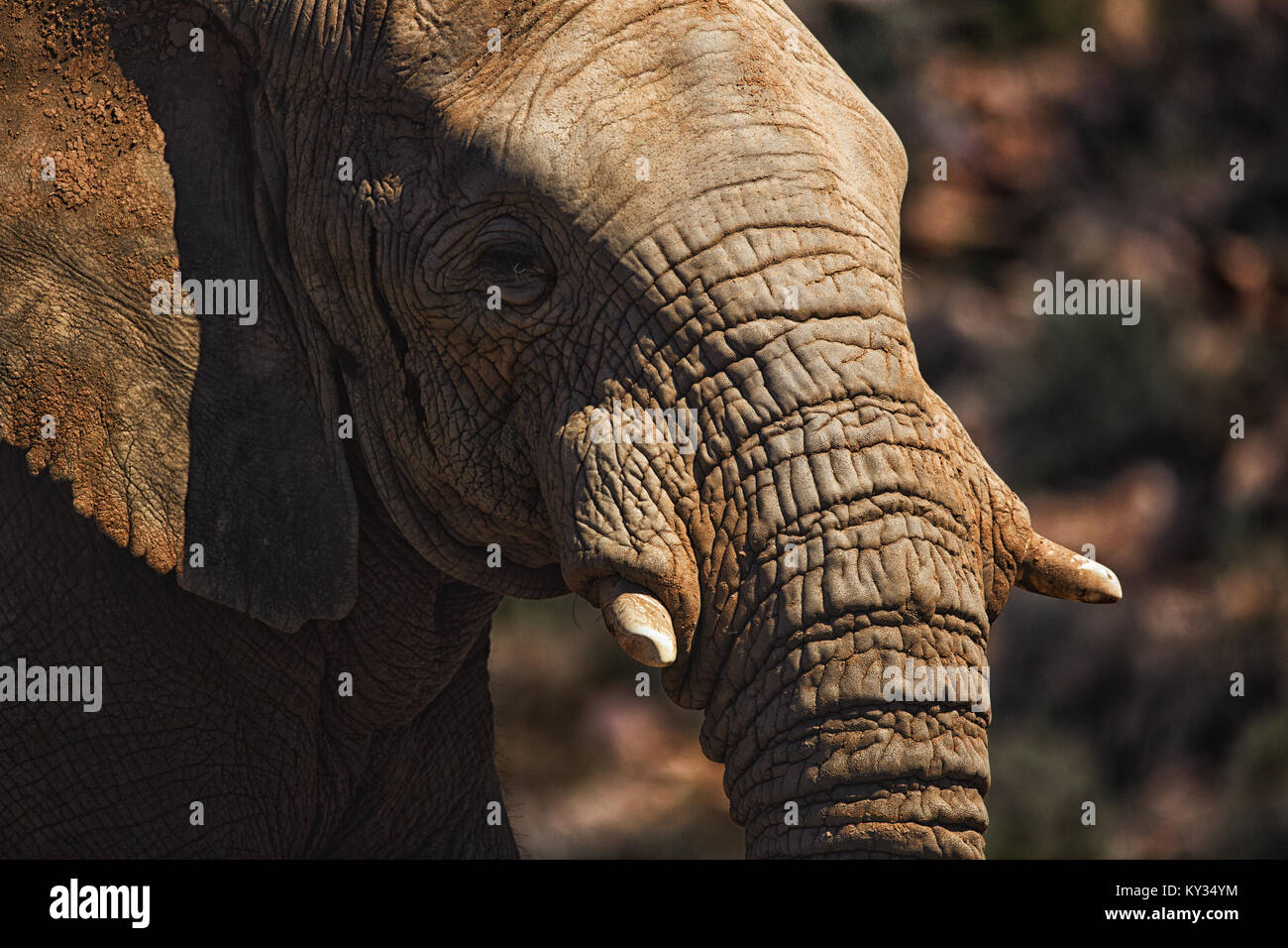 Close-up of elephant showing its tusk Stock Photo - Alamy