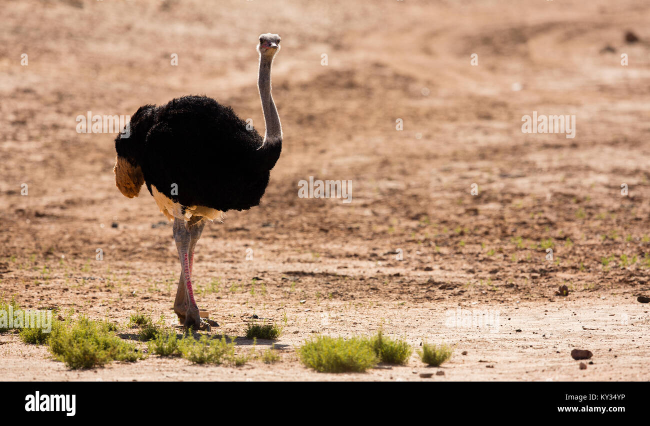 Ostriches Standing