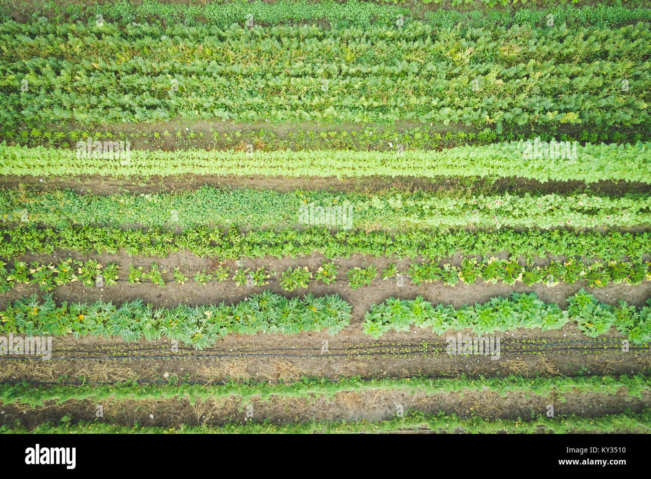 Mixed crop plantation in the farm Stock Photo - Alamy