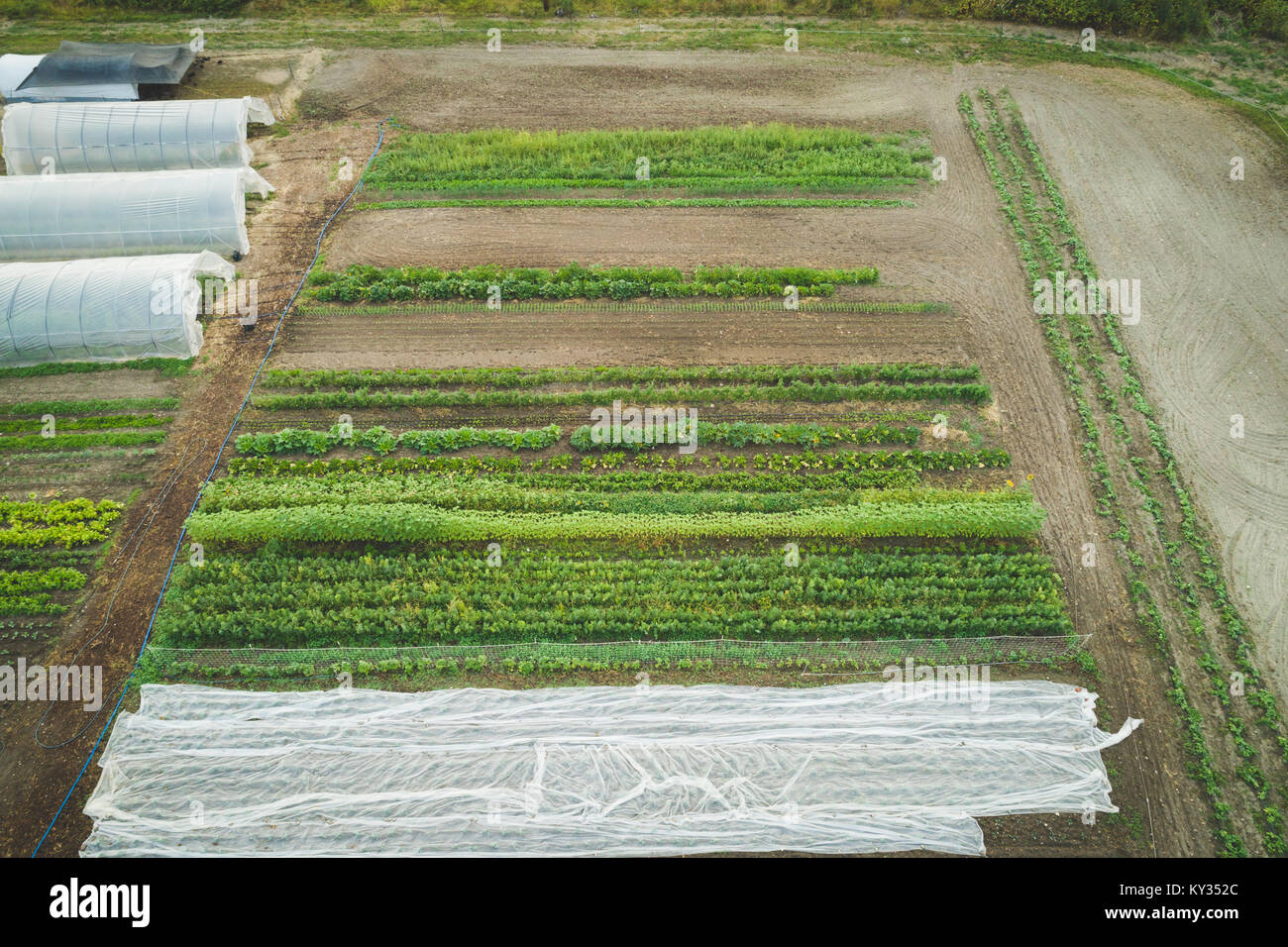 Mixed crop plantation grown in the farm Stock Photo - Alamy