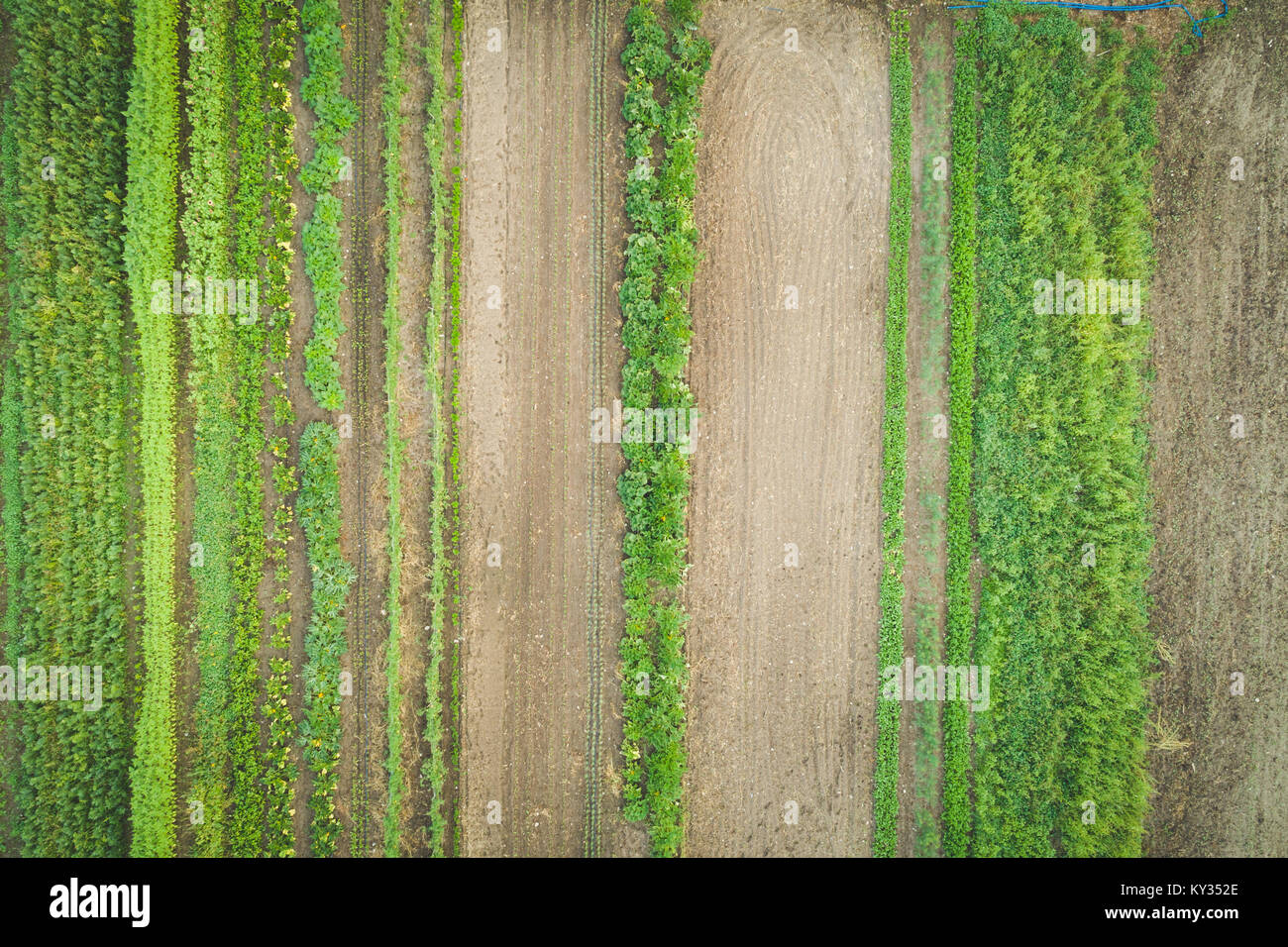 Mixed crop plantation grown in a farm Stock Photo - Alamy