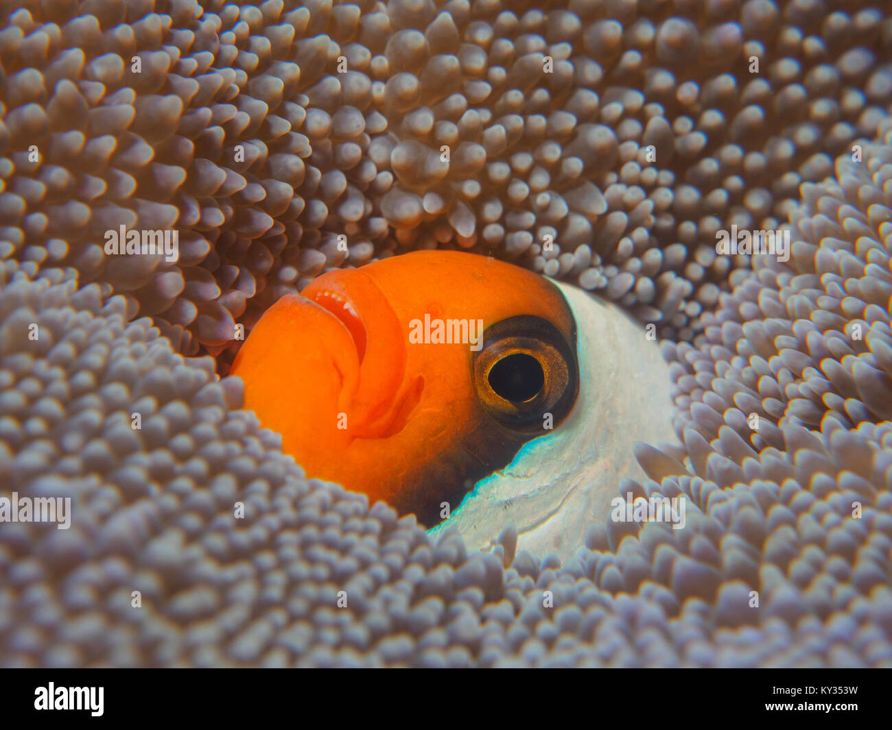Swimming anemone fish in the Anemone , Philippines Stock Photo - Alamy