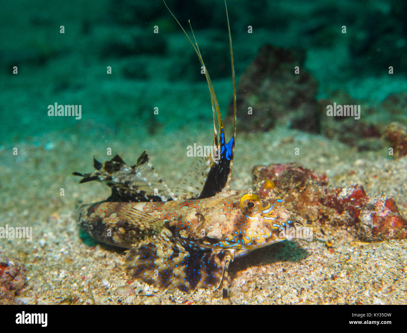 Dragon fish hi-res stock photography and images - Alamy