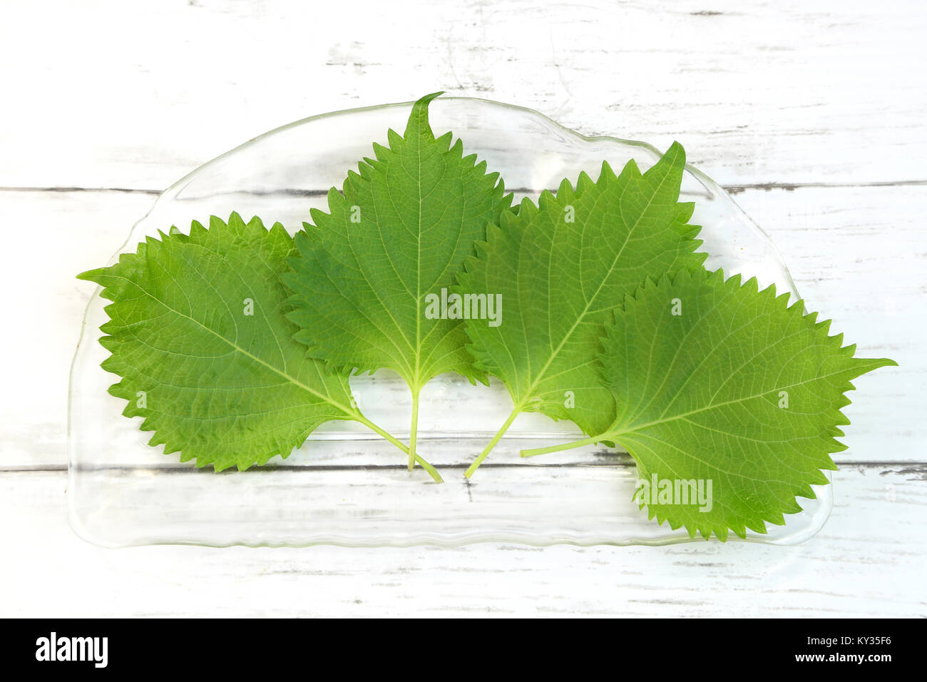 Shiso Stock Photo - Alamy