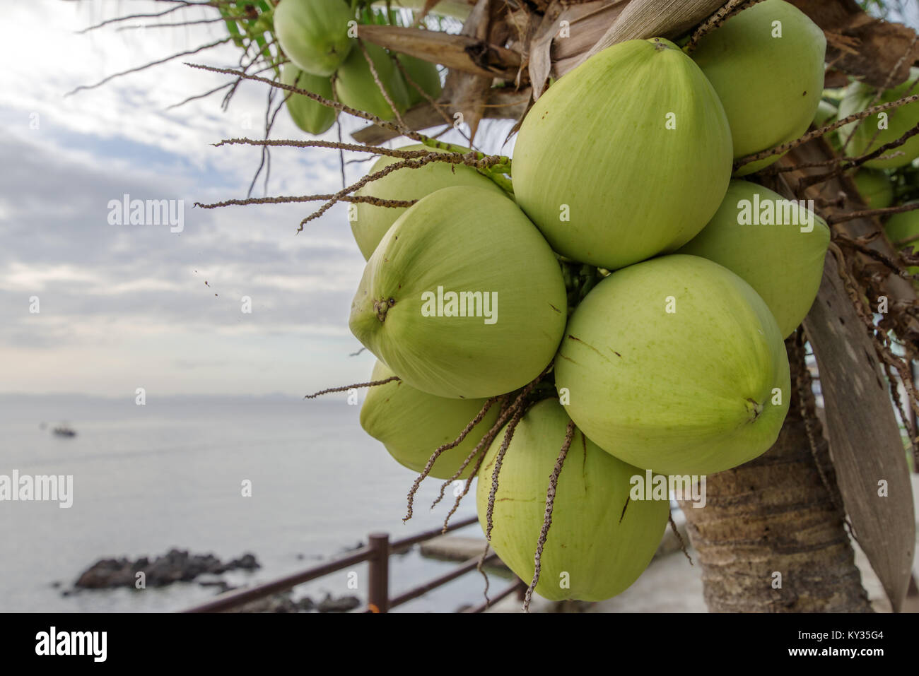 Coconut tree at near sea , Philippines Stock Photo - Alamy