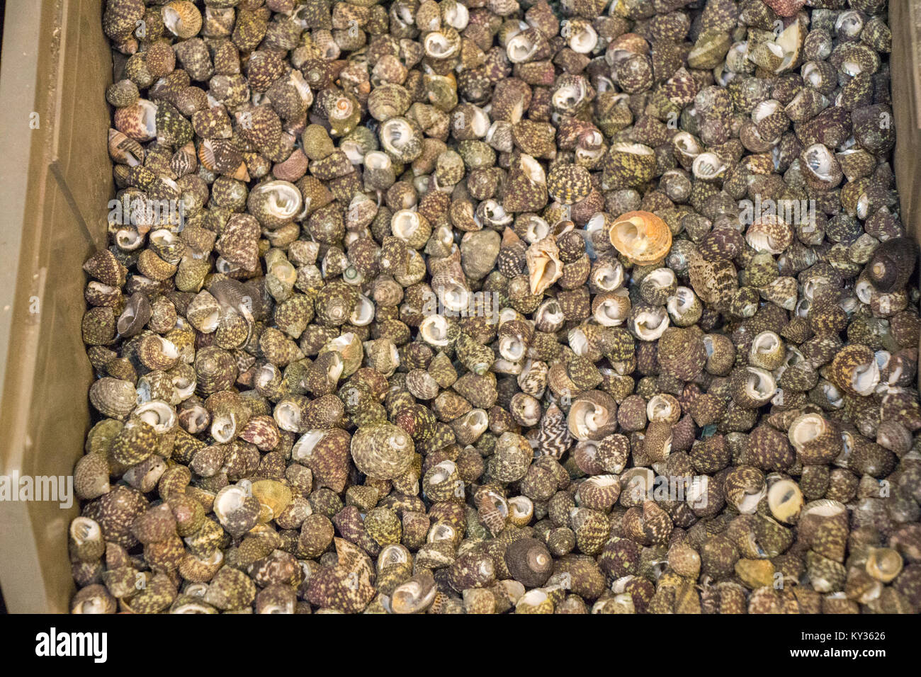 Same type of sea shells collected for decorative purposes Stock Photo ...