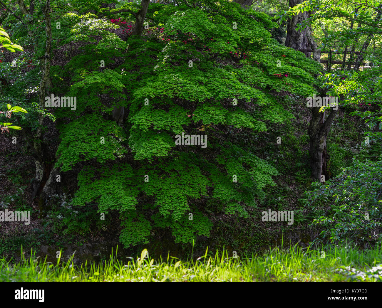 Green maple trees at botanic garden in summer day Stock Photo - Alamy