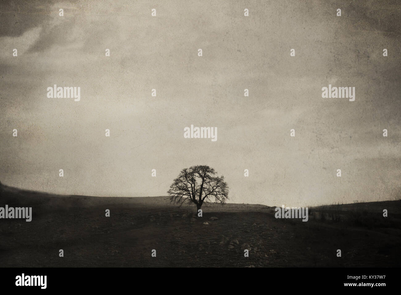 vintage old picture with alone tree Stock Photo - Alamy
