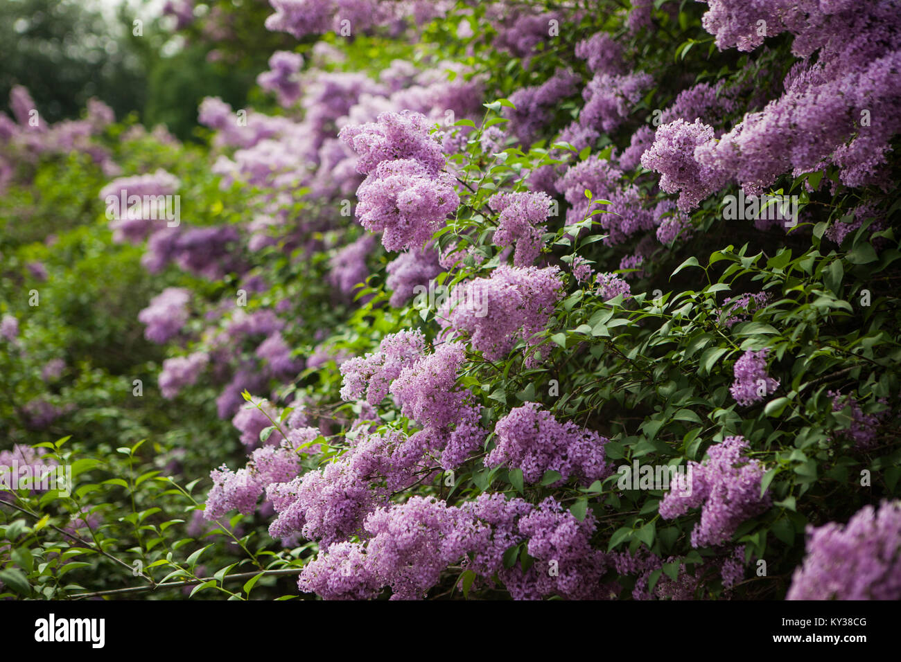 Lilacblossom hi-res stock photography and images - Alamy