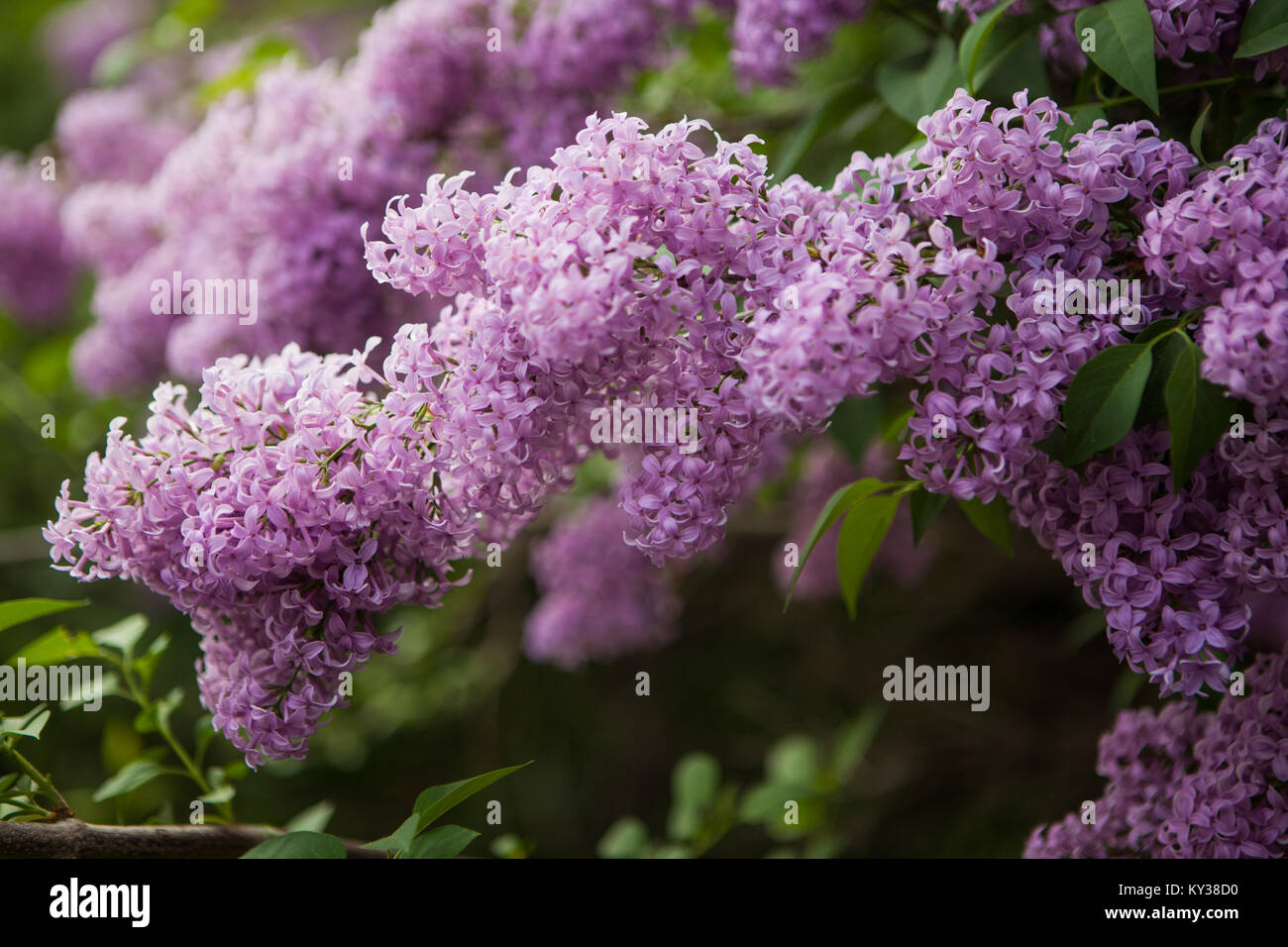 Lilacblossom hi-res stock photography and images - Alamy