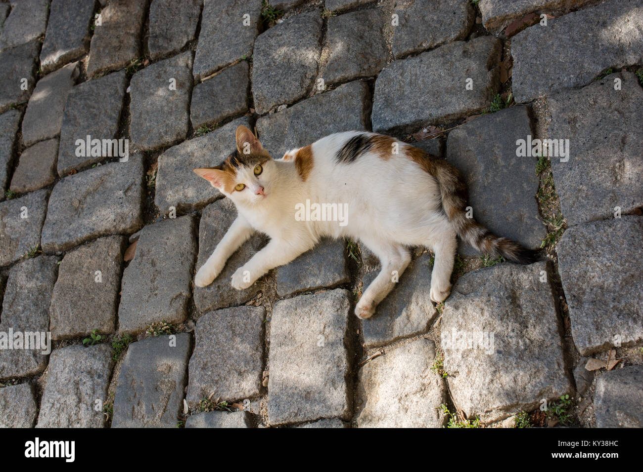 Stray cat seen in the street of the city Stock Photo - Alamy
